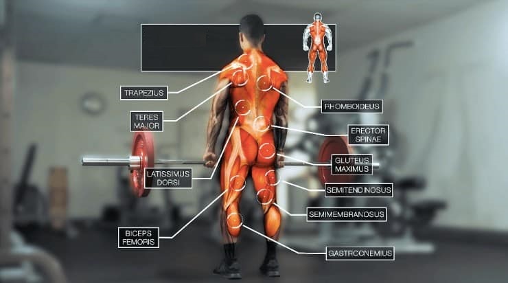 Exercise Directory/Finder: Complete List of Bodybuilding Exercises ...