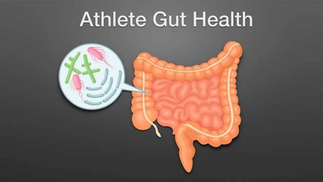 Gut Health Supplements: What Works Best for Muscle Builders and ...