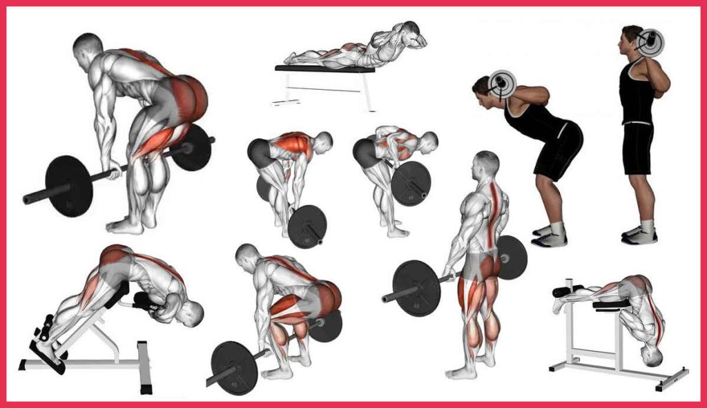 The Anatomy of Lower Back Muscles: Erector Spinae • Bodybuilding Wizard