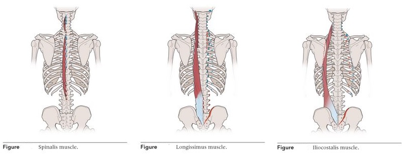 The Anatomy of Lower Back Muscles: Erector Spinae • Bodybuilding Wizard