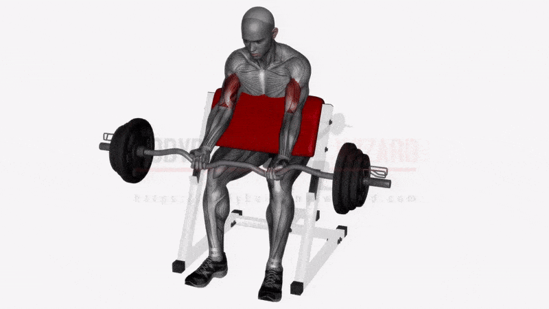 Best Exercises for Monster Biceps: Expert-Approved Routines and Ratings ...