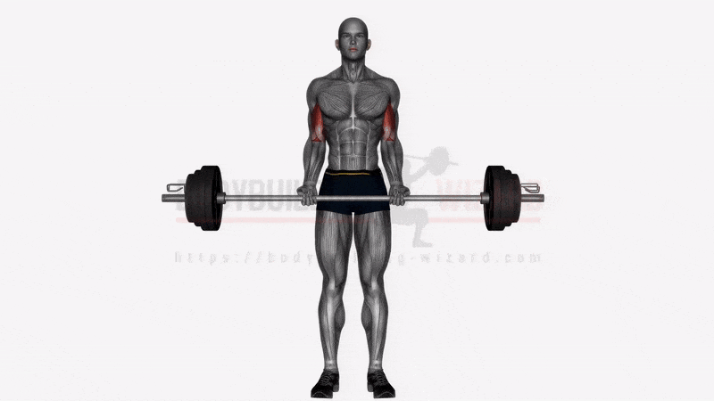 Best Exercises for Monster Biceps: Expert-Approved Routines and Ratings ...