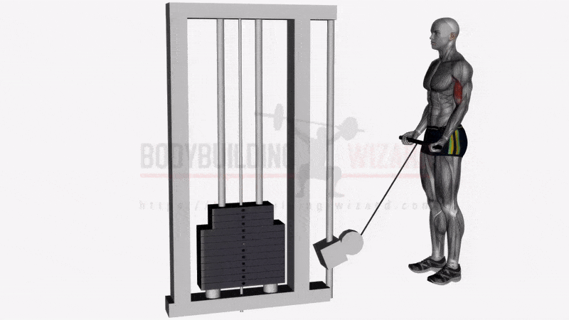 Best Exercises for Monster Biceps: Expert-Approved Routines and Ratings ...