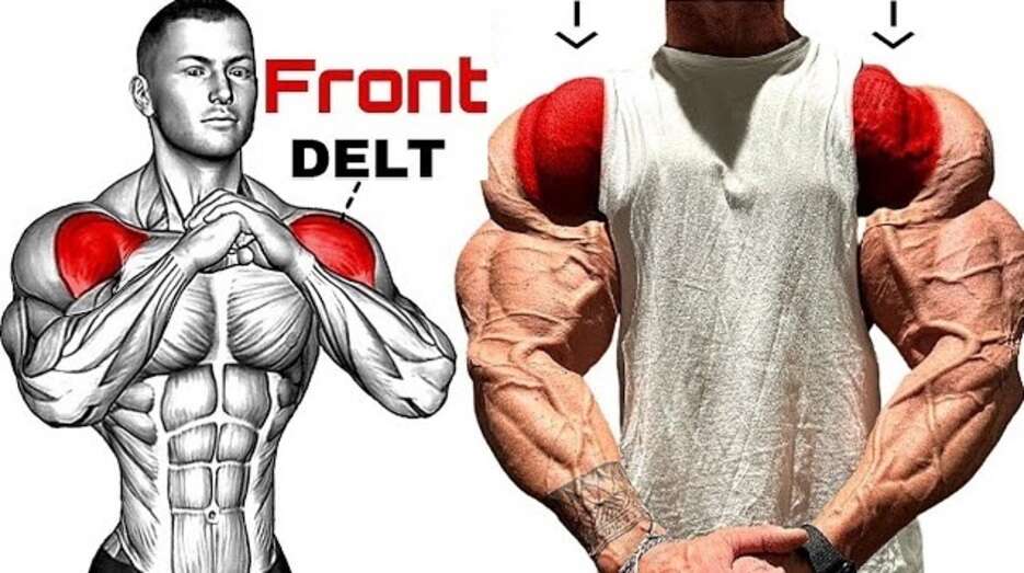front deltoid strenghtening exercises • Bodybuilding Wizard