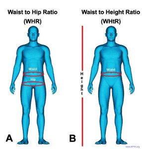 Waist-to-Height Ratio Calculator • Bodybuilding Wizard