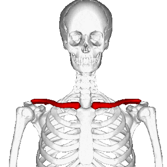 The Bodybuilder’s Guide to the Clavicle: Anatomy, Strength, and Safety ...