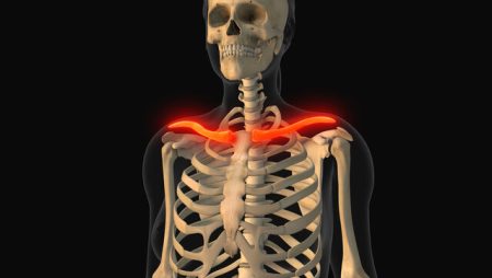 The Bodybuilder’s Guide to the Clavicle: Anatomy, Strength, and Safety ...