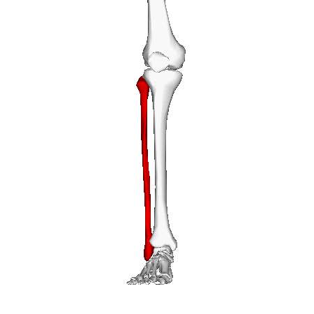 Meet the Fibula: Anatomy, Function, and Its Role in Health and Fitness ...