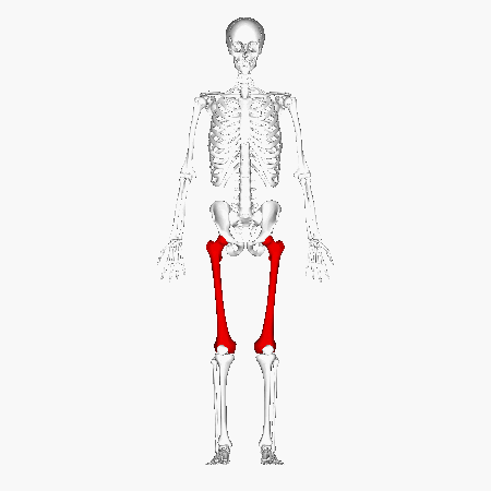 Meet Your Skeletal System: Complete Guide to the Femur • Bodybuilding ...