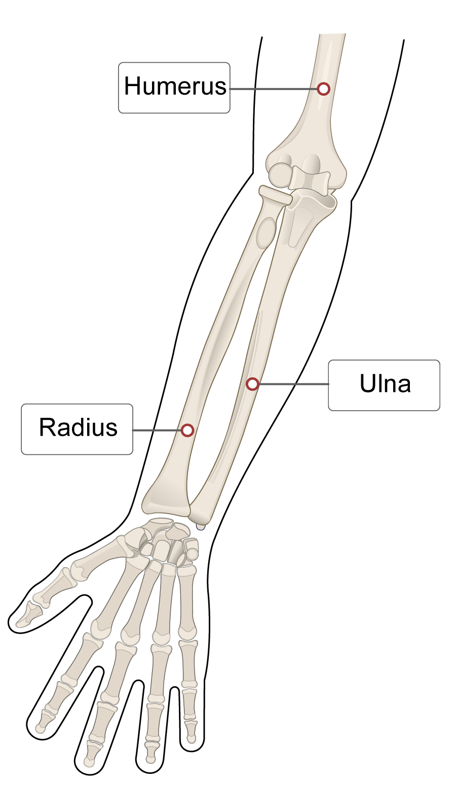 Radius and Ulna: Brief Anatomy Lesson for Bodybuilders • Bodybuilding ...