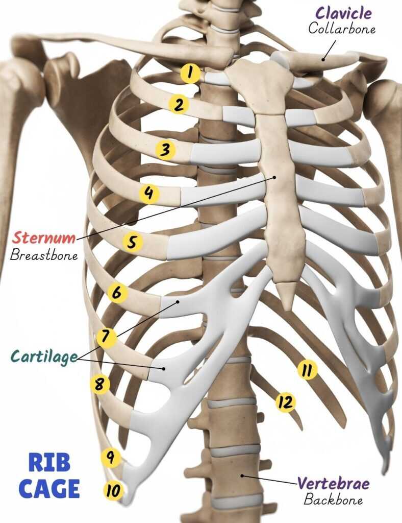 Brief Anatomy of Rib Cage: A Guide for Athletes and Lifters ...
