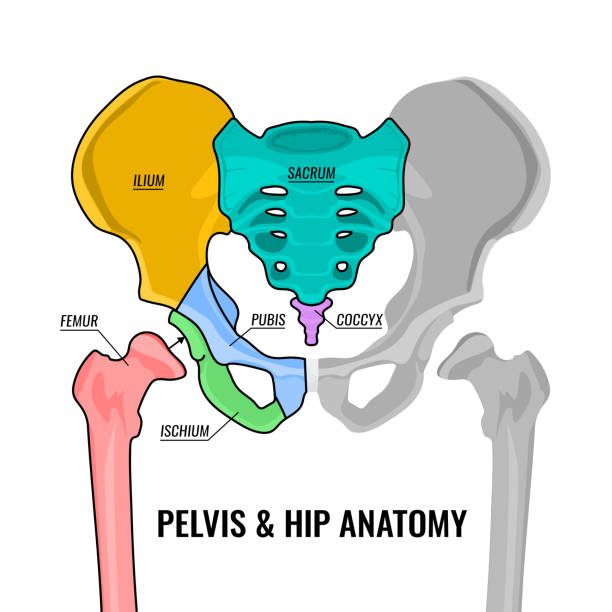 Training with a Strong Base: Understanding the Sacrum in Bodybuilding ...