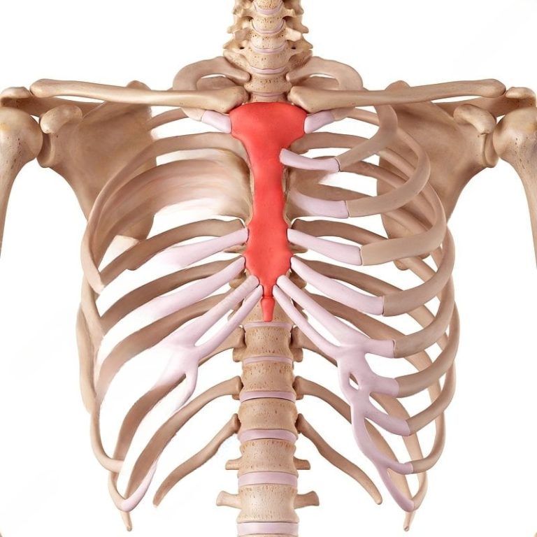 Sternum Bone Guide for Lifters: Anatomy, Function & Injury Prevention ...