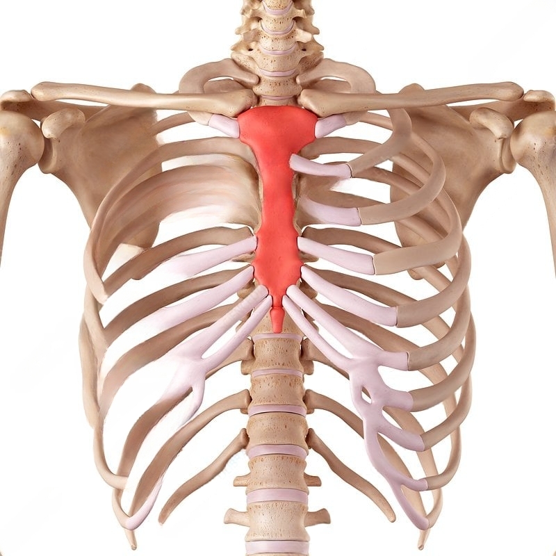 Sternum Bone Guide for Lifters: Anatomy, Function & Injury Prevention ...
