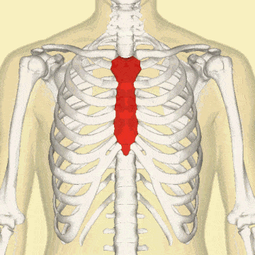 Sternum Bone Guide for Lifters: Anatomy, Function & Injury Prevention ...