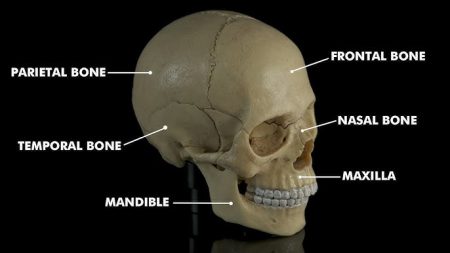 Understanding the Skull: A Bodybuilder's Guide to Head Anatomy and Its ...