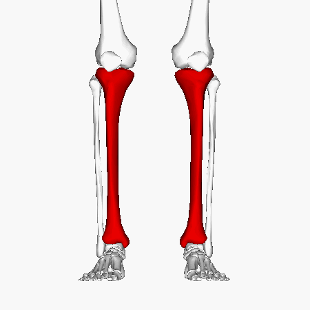 Skeletal Anatomy For Bodybuilders: Guide to the Tibia Bone ...