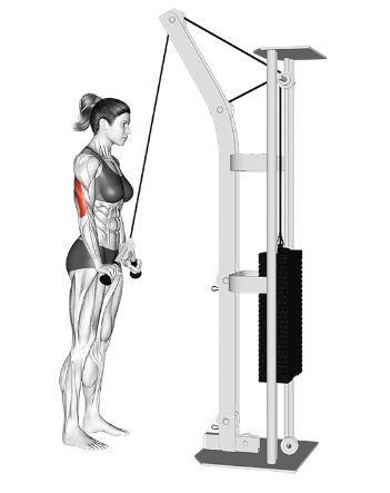 Lean & Strong: A Female-Friendly Upper-Body Workout Guide • Bodybuilding Wizard