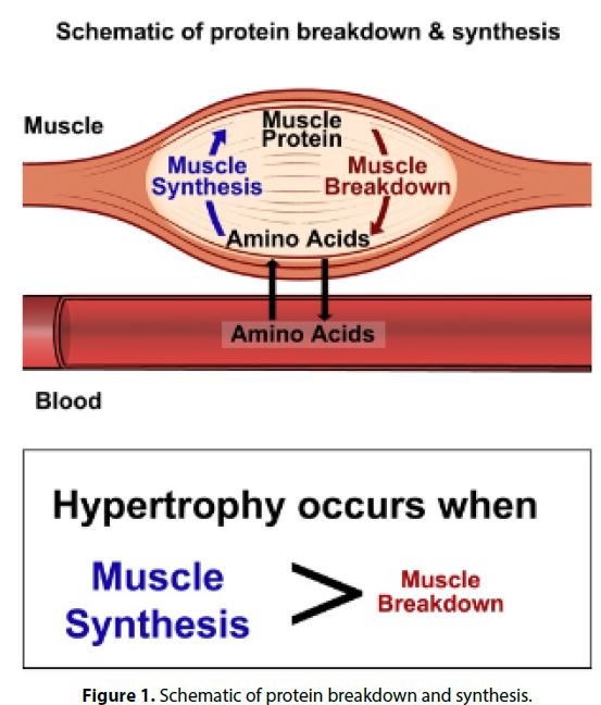 Muscle Protein Synthesis (MPS) — The Science of Building Muscle ...