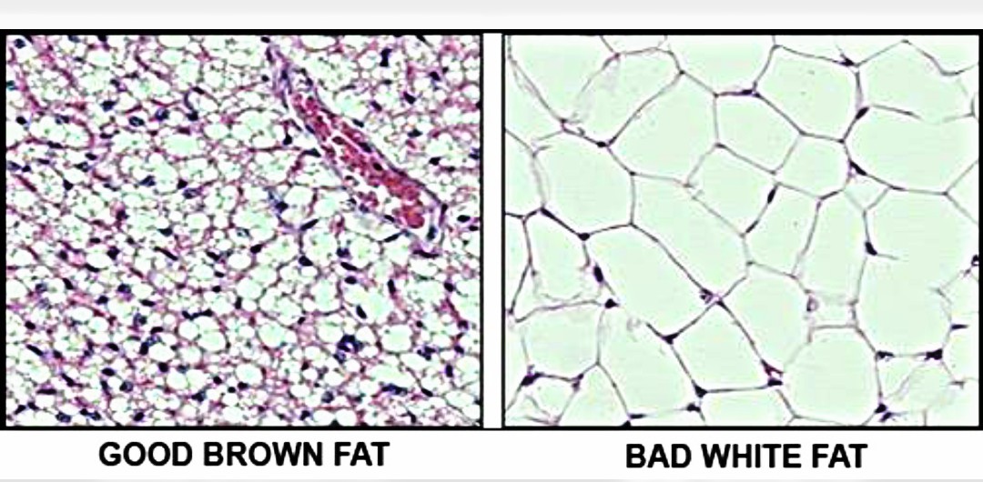 Brown Fat vs White Fat: Metabolic Differences in Athletes