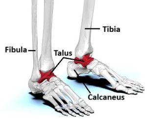 Talus (Ankle Bone): Anatomy, Function & Injury Guide for Athletes