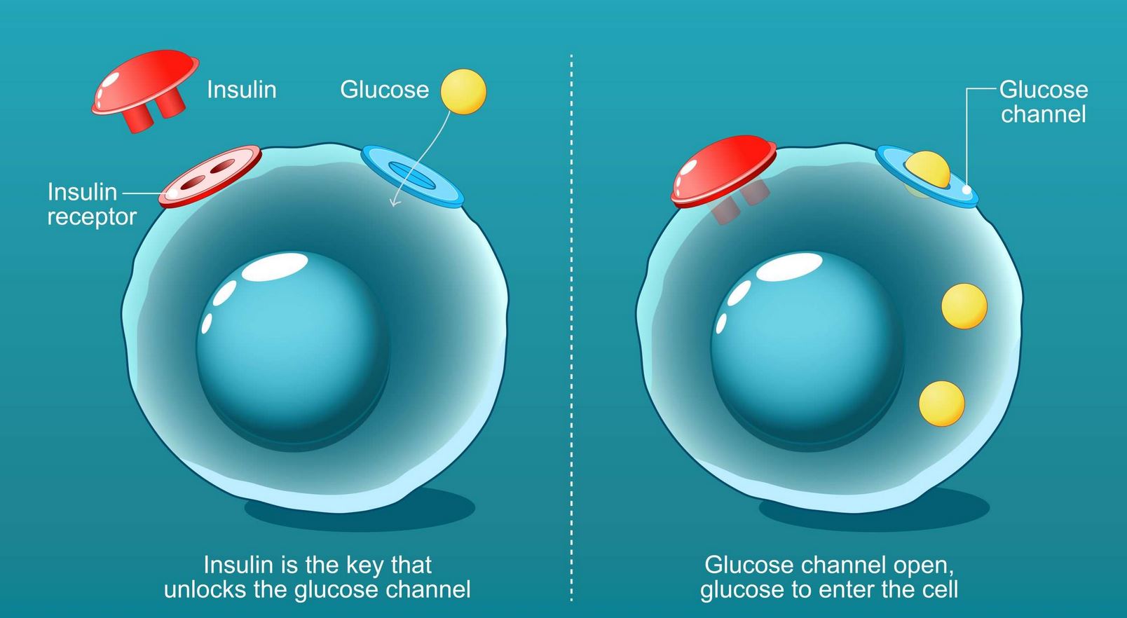Key Muscle-Building Hormones: How to Optimize Anabolic Hormones Naturally
