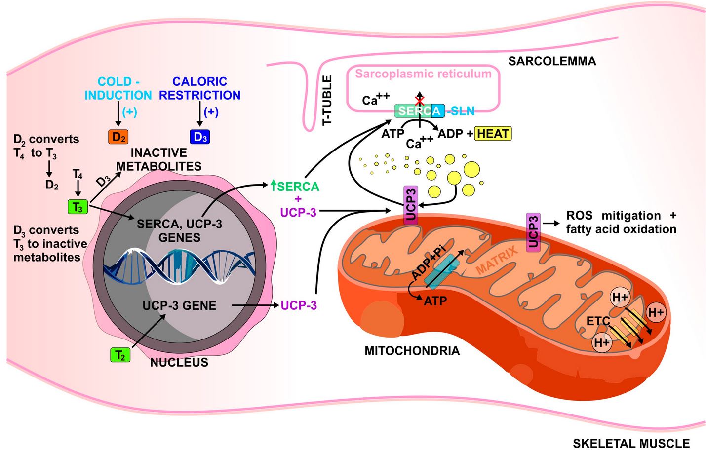 Key Muscle-Building Hormones: How to Optimize Anabolic Hormones Naturally