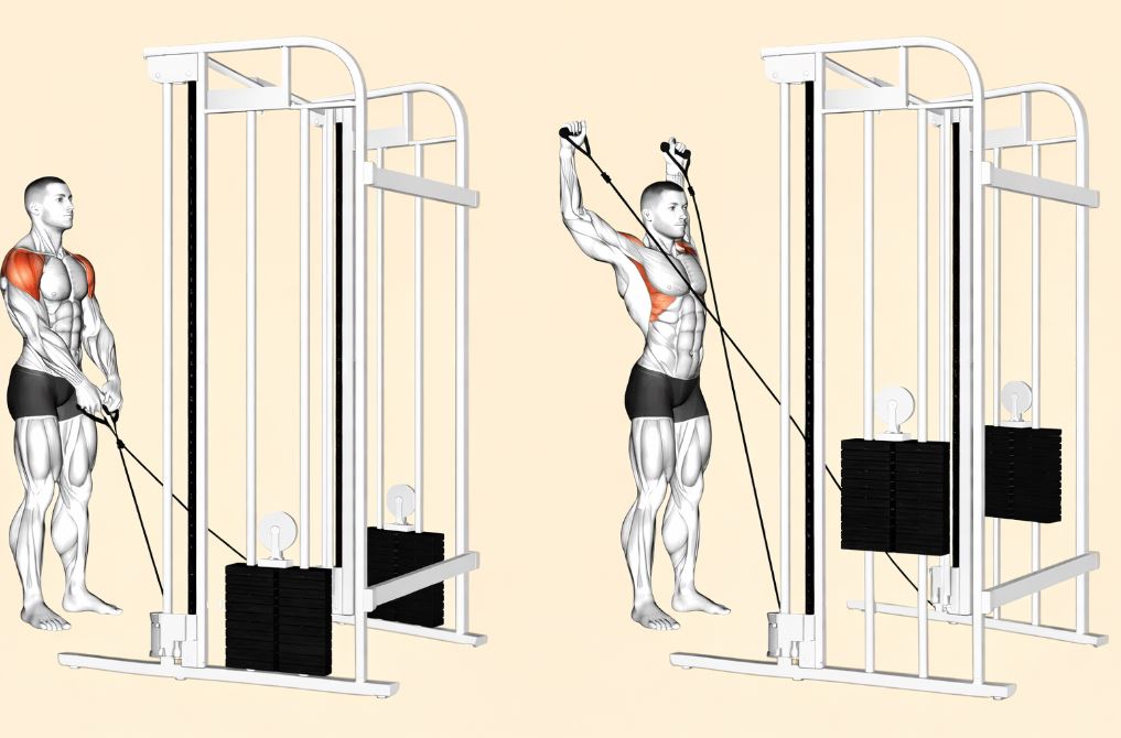 Cable Y-Raise Exercise Guide: Shoulder Stability, Scapular Control ...