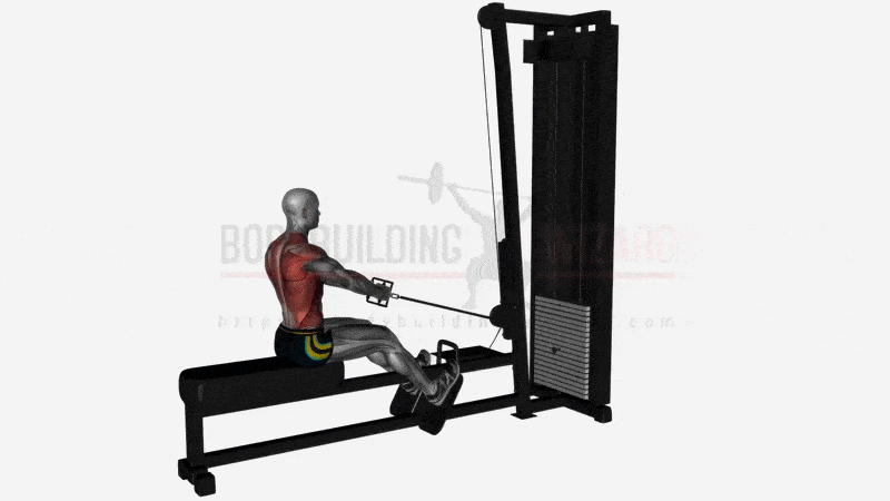 Seated Cable Row: Proper Form, Muscles Worked, Variations