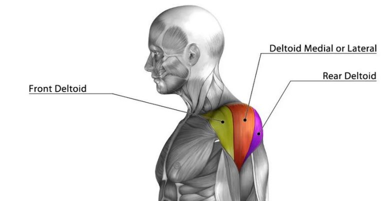 Best Lateral Deltoid Exercises: The Ultimate Guide to Building Shoulder ...