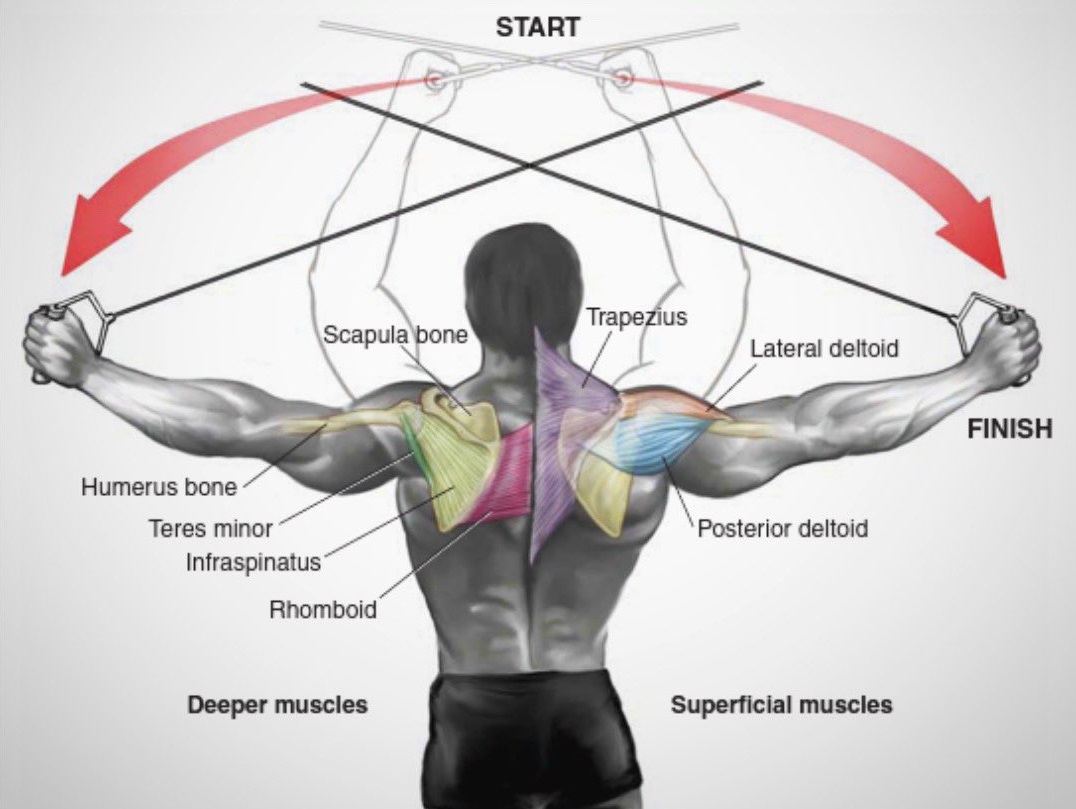Reverse Cable Crossover: Proper Form, Muscles Worked & Rear Delt Tips