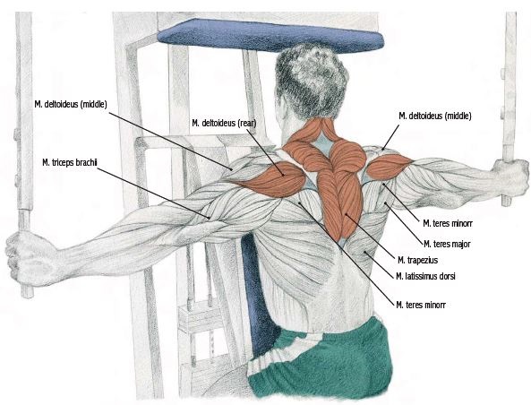 Best Rear Delt Exercises: Build Bigger, Stronger Shoulders (2026 Guide)