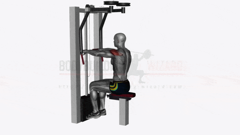 Reverse Pec Deck Fly: Proper Form, Muscles Worked & Rear Delt Tips
