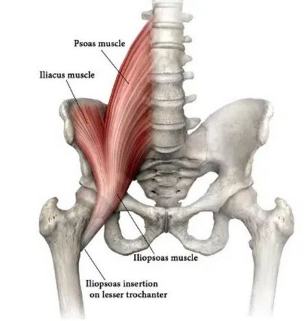 iliopsoas muscle anatomy chart • Bodybuilding Wizard
